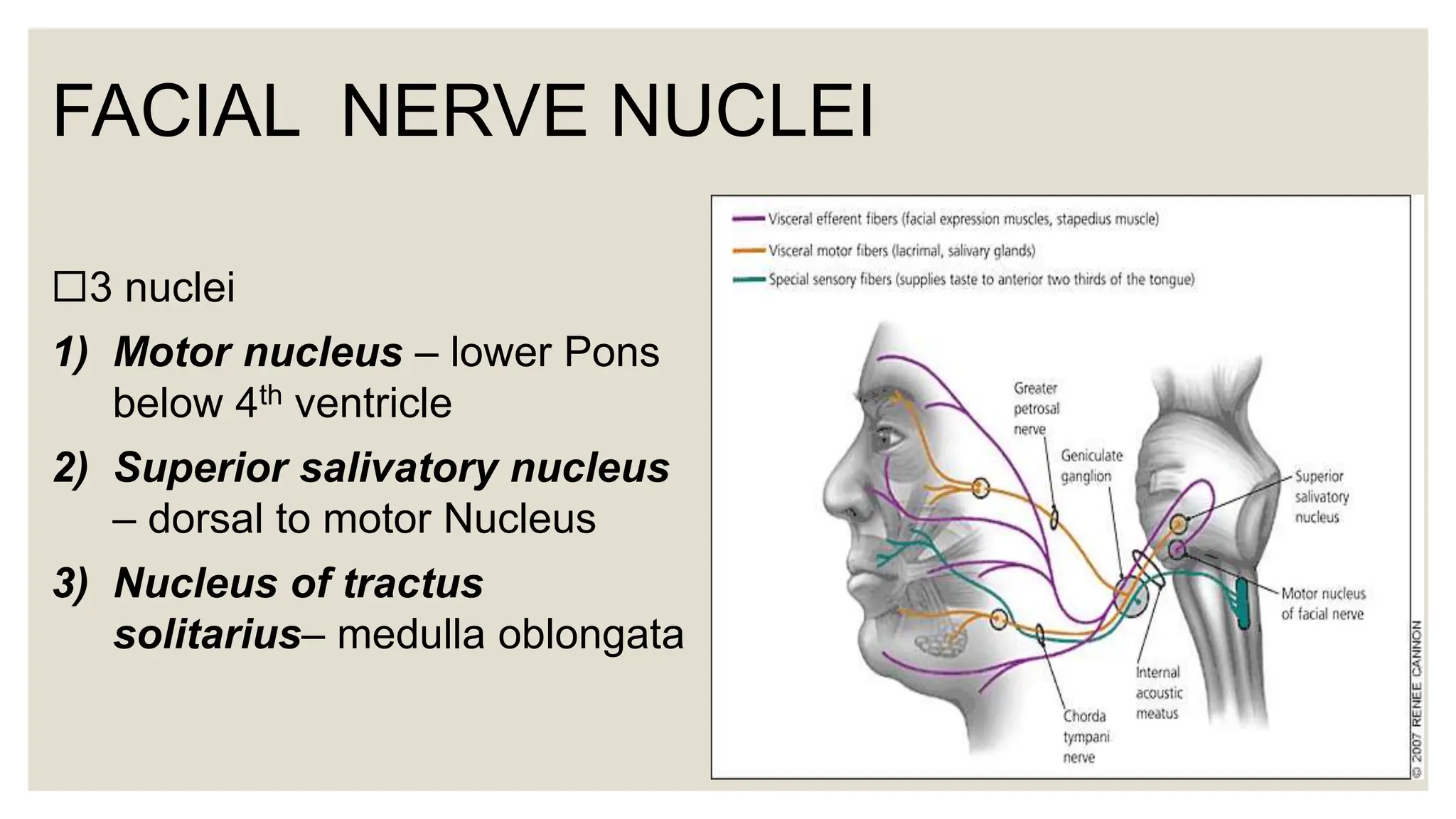 7TH CRANIAL NERVE ANATOMY COURSE AND FUNCTIONS | PPTX