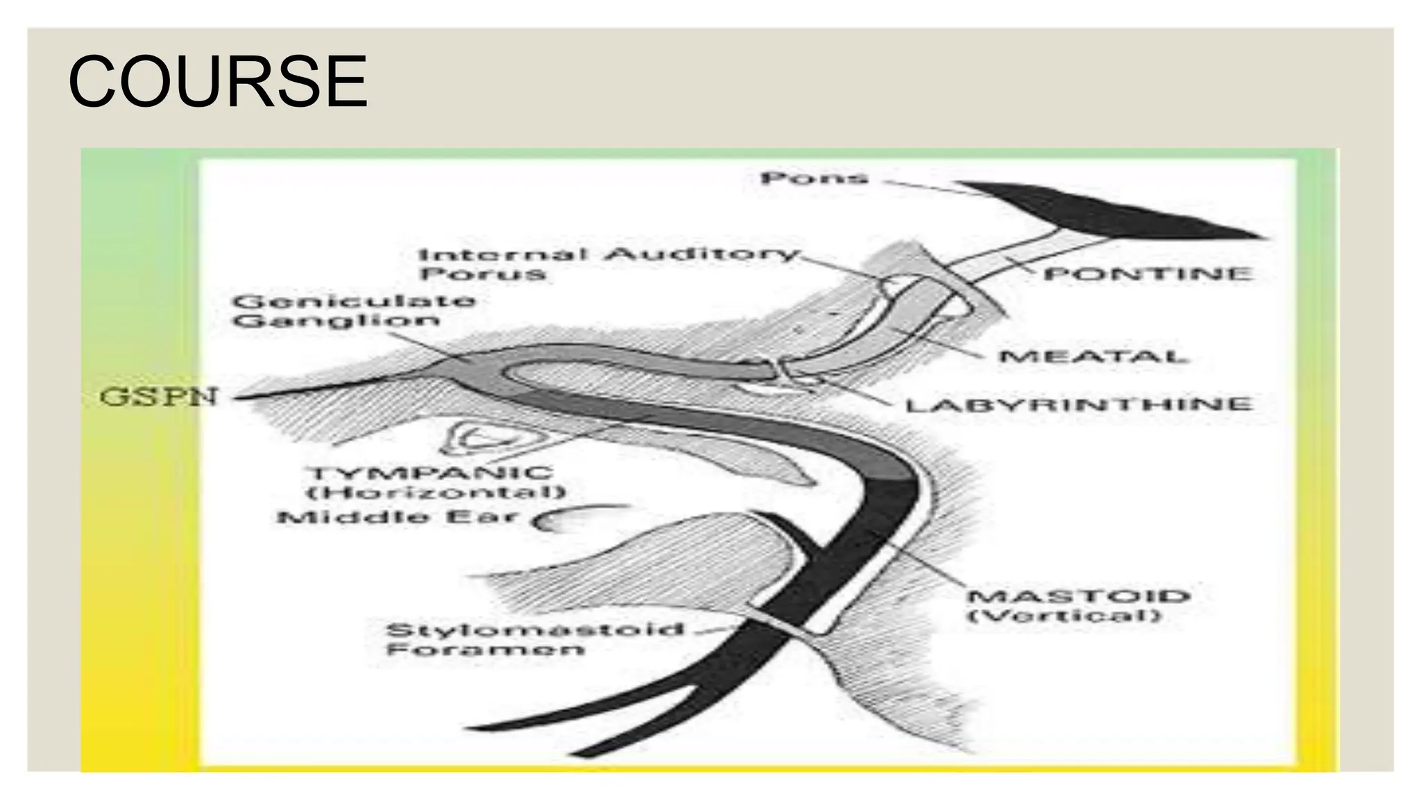 7TH CRANIAL NERVE ANATOMY COURSE AND FUNCTIONS | PPTX