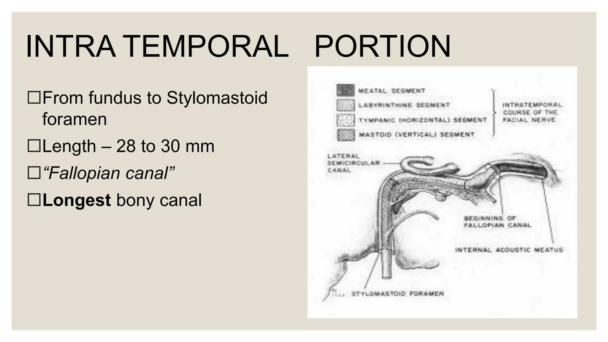 7TH CRANIAL NERVE ANATOMY COURSE AND FUNCTIONS | PPTX