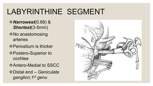 7TH CRANIAL NERVE ANATOMY COURSE AND FUNCTIONS | PPTX