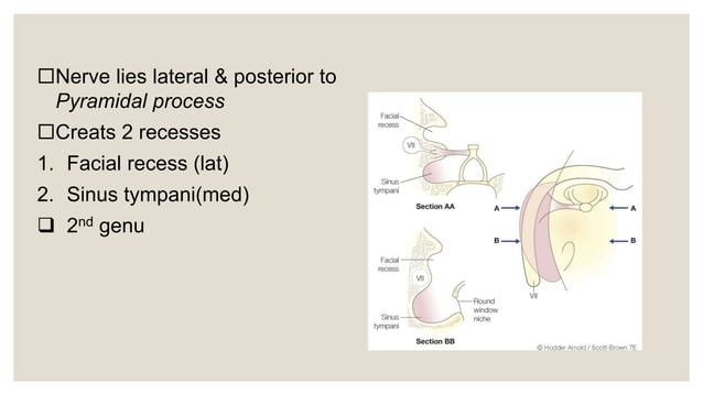 7TH CRANIAL NERVE ANATOMY COURSE AND FUNCTIONS | PPTX