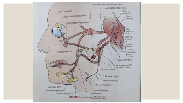 7TH CRANIAL NERVE ANATOMY COURSE AND FUNCTIONS | PPTX
