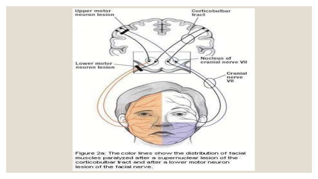 7TH CRANIAL NERVE ANATOMY COURSE AND FUNCTIONS | PPTX