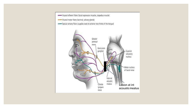 7TH CRANIAL NERVE ANATOMY COURSE AND FUNCTIONS | PPTX