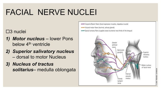 7TH CRANIAL NERVE ANATOMY COURSE AND FUNCTIONS | PPTX