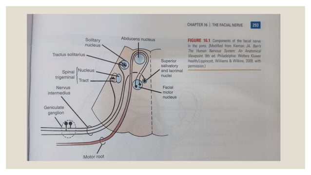7TH CRANIAL NERVE ANATOMY COURSE AND FUNCTIONS | PPTX