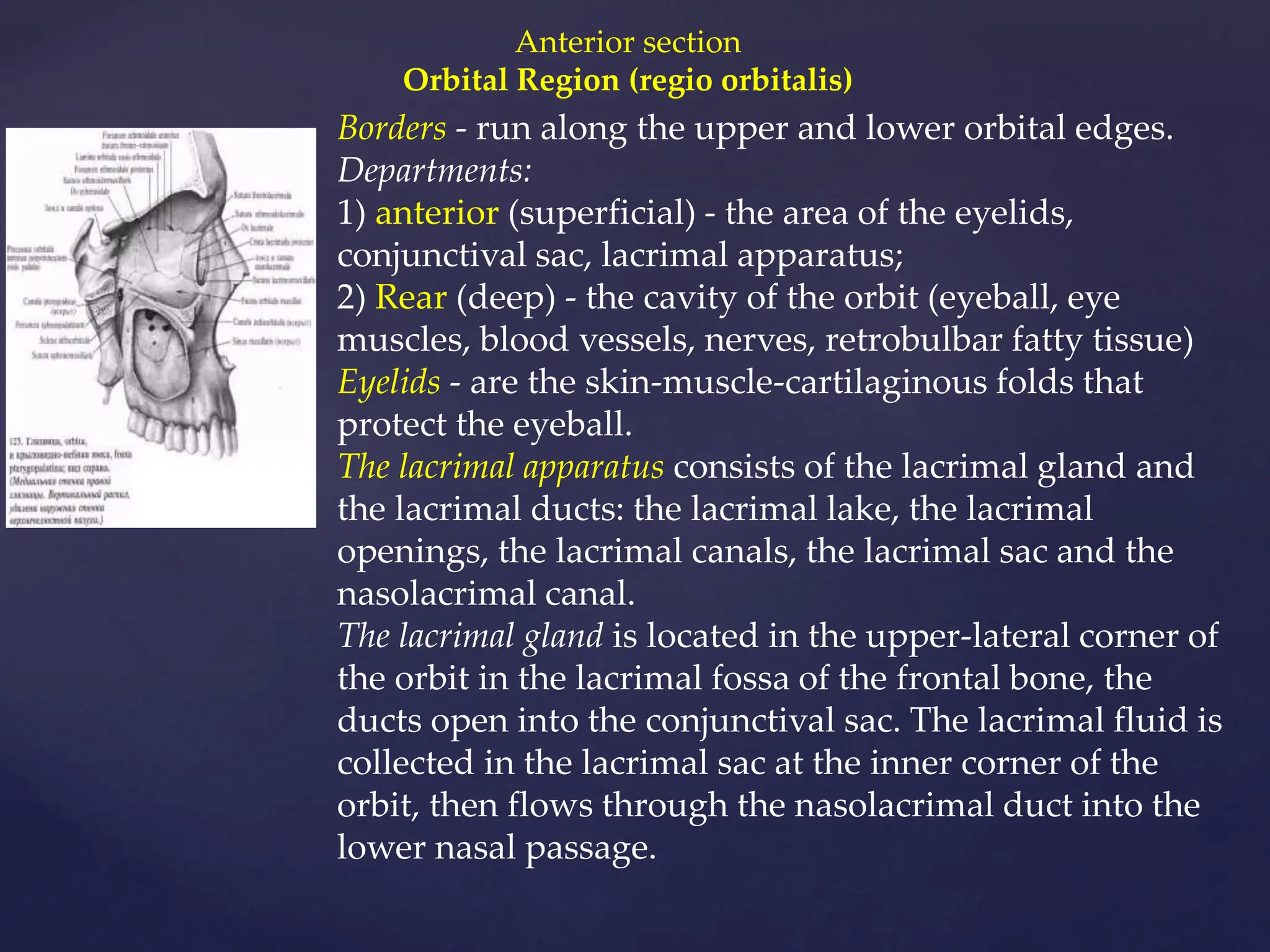 Facial region of Head by Adiev and Shaikh Masood.pptx