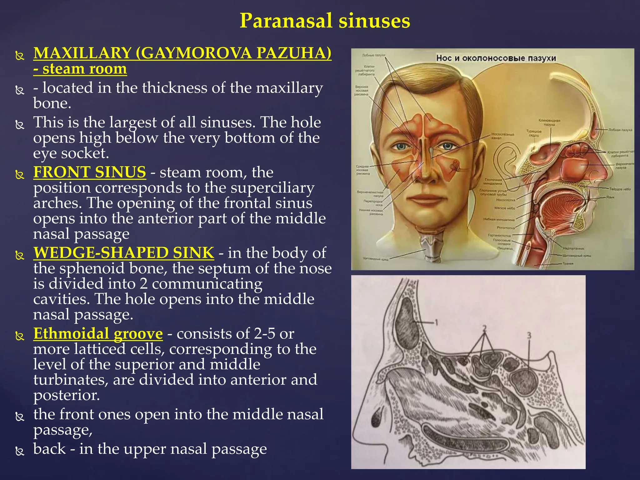 Facial region of Head by Adiev and Shaikh Masood.pptx