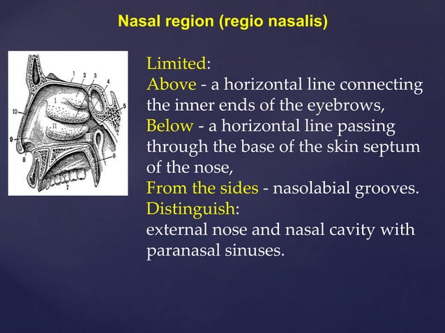 Facial region of Head by Adiev and Shaikh Masood.pptx