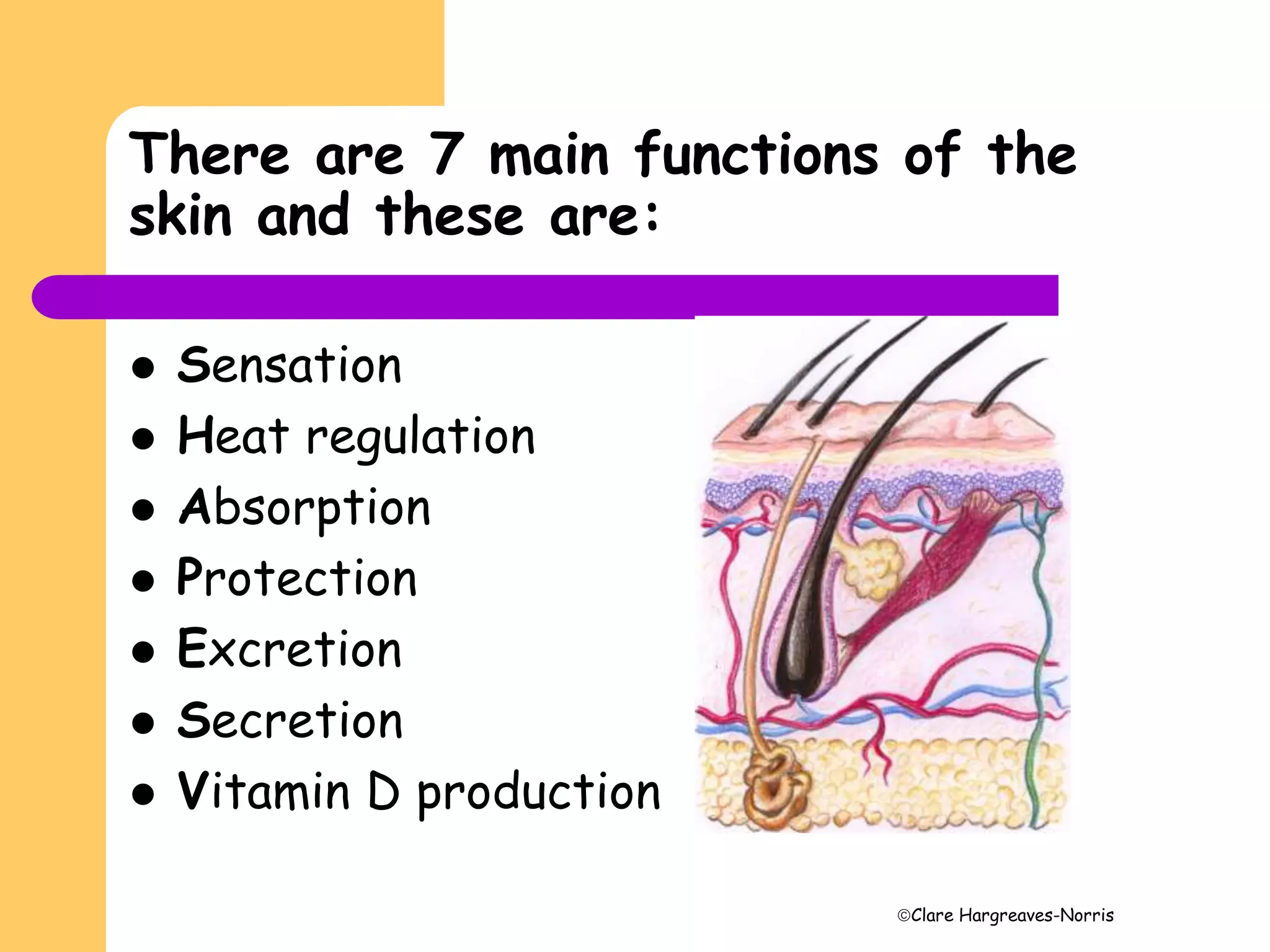 Facial skin functions | PPTX