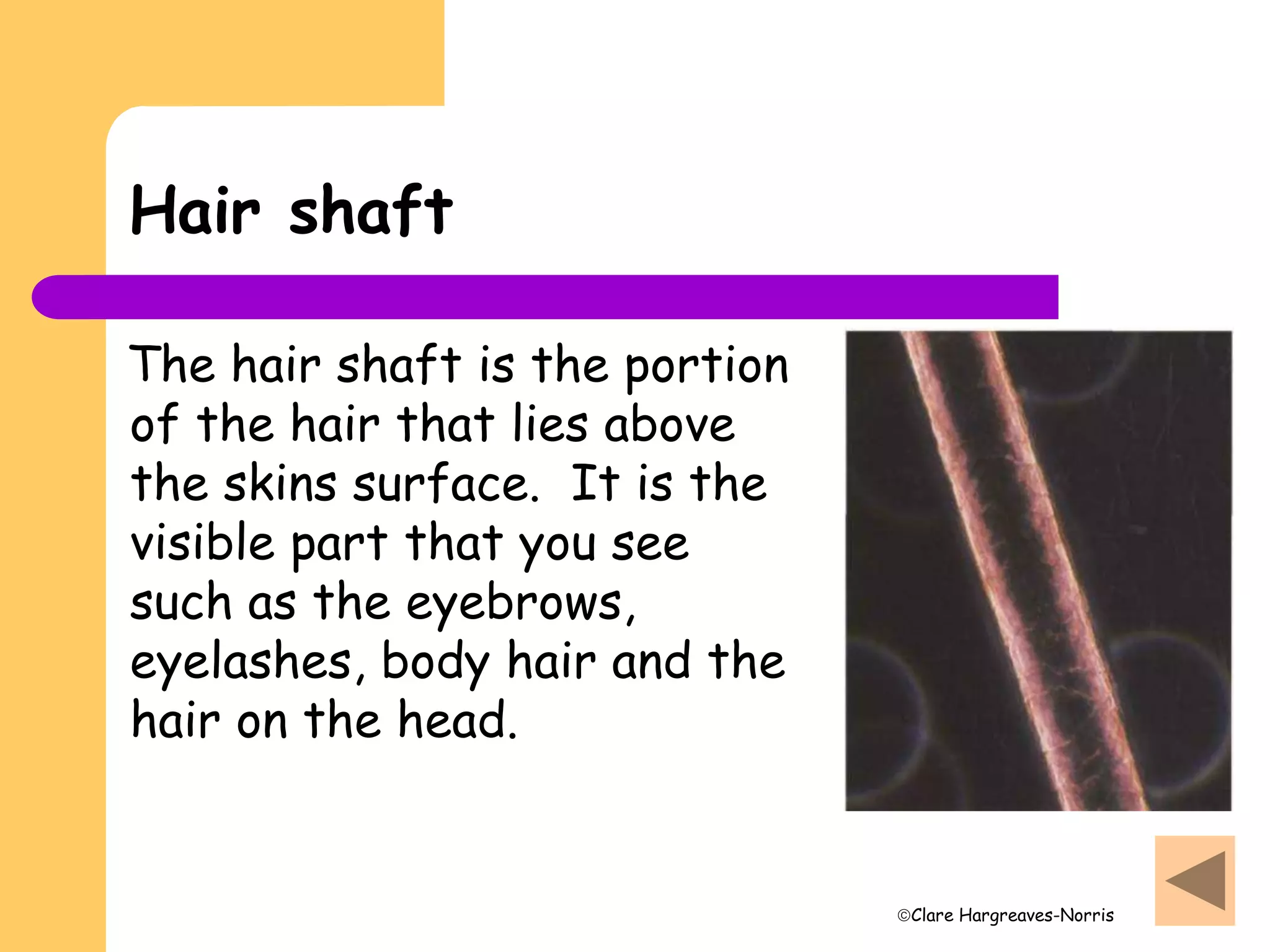 Facial skin structure | PPTX