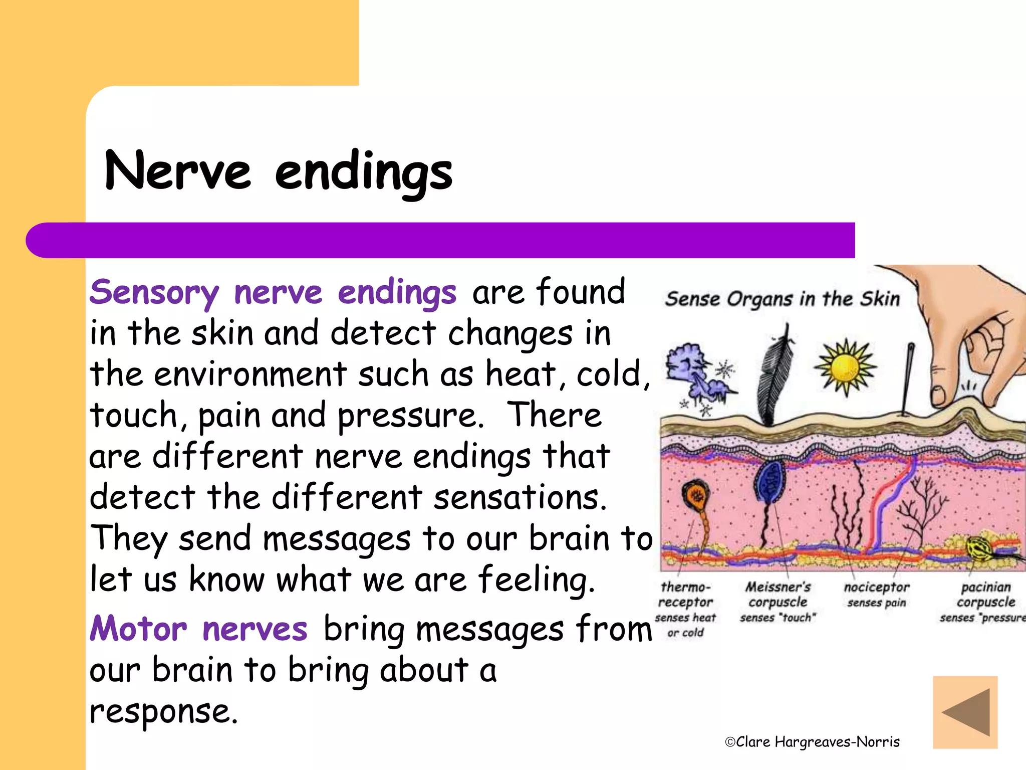Facial skin structure | PPTX