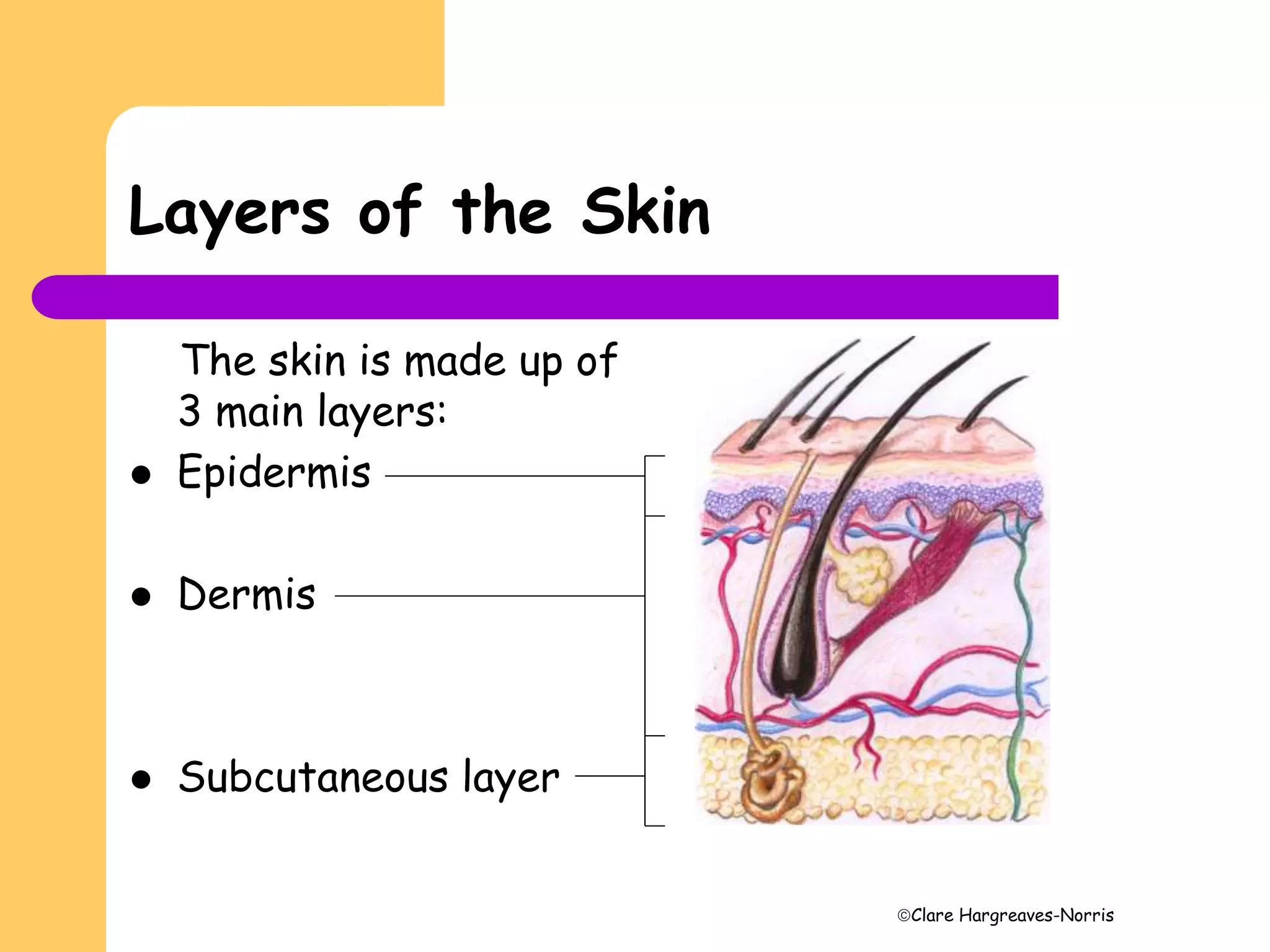Facial skin structure | PPTX