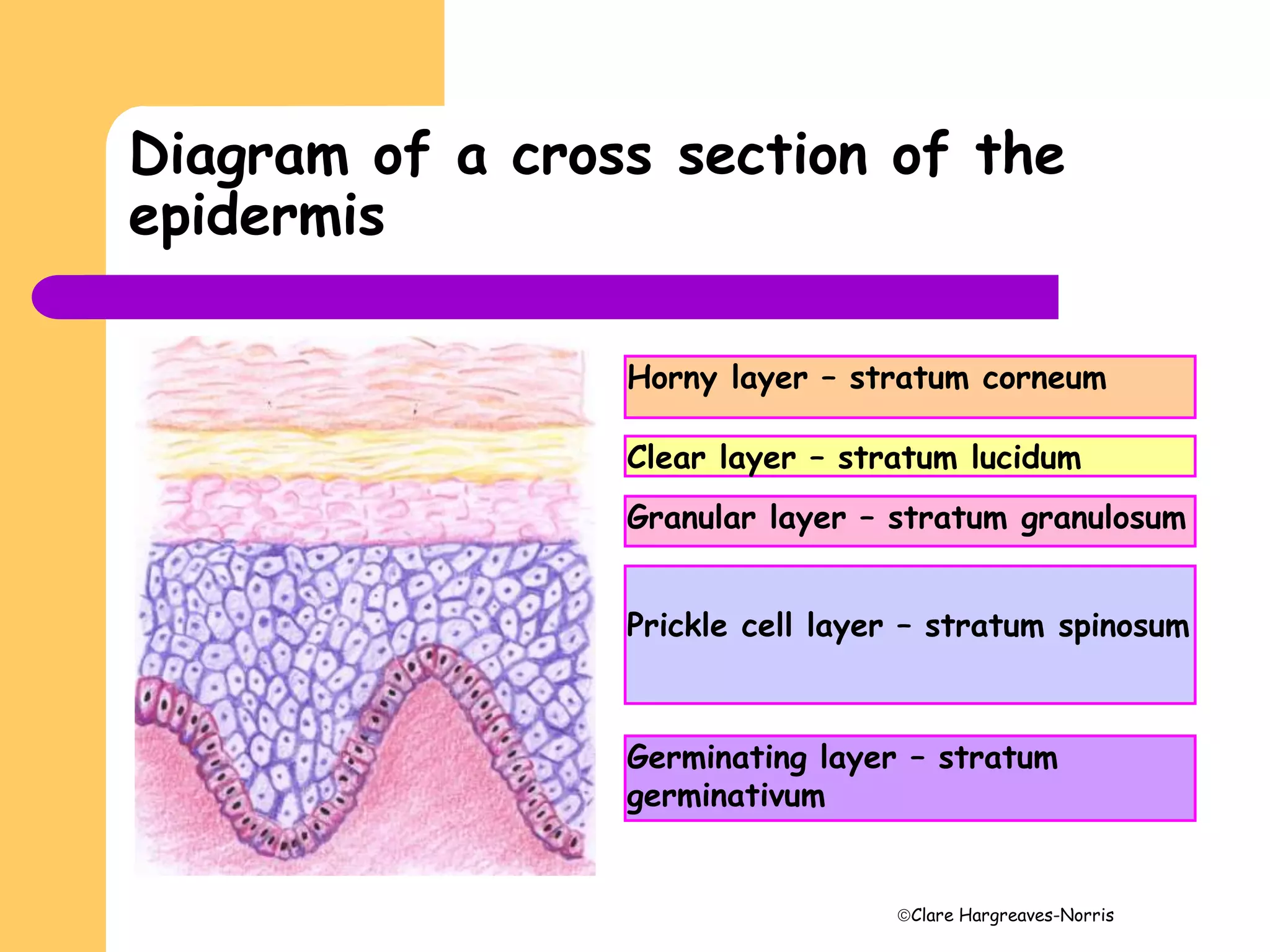Facial skin structure | PPTX