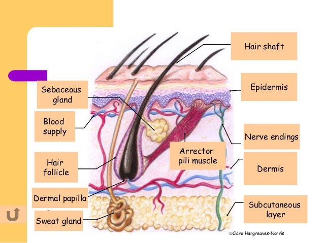 Facial skin structure