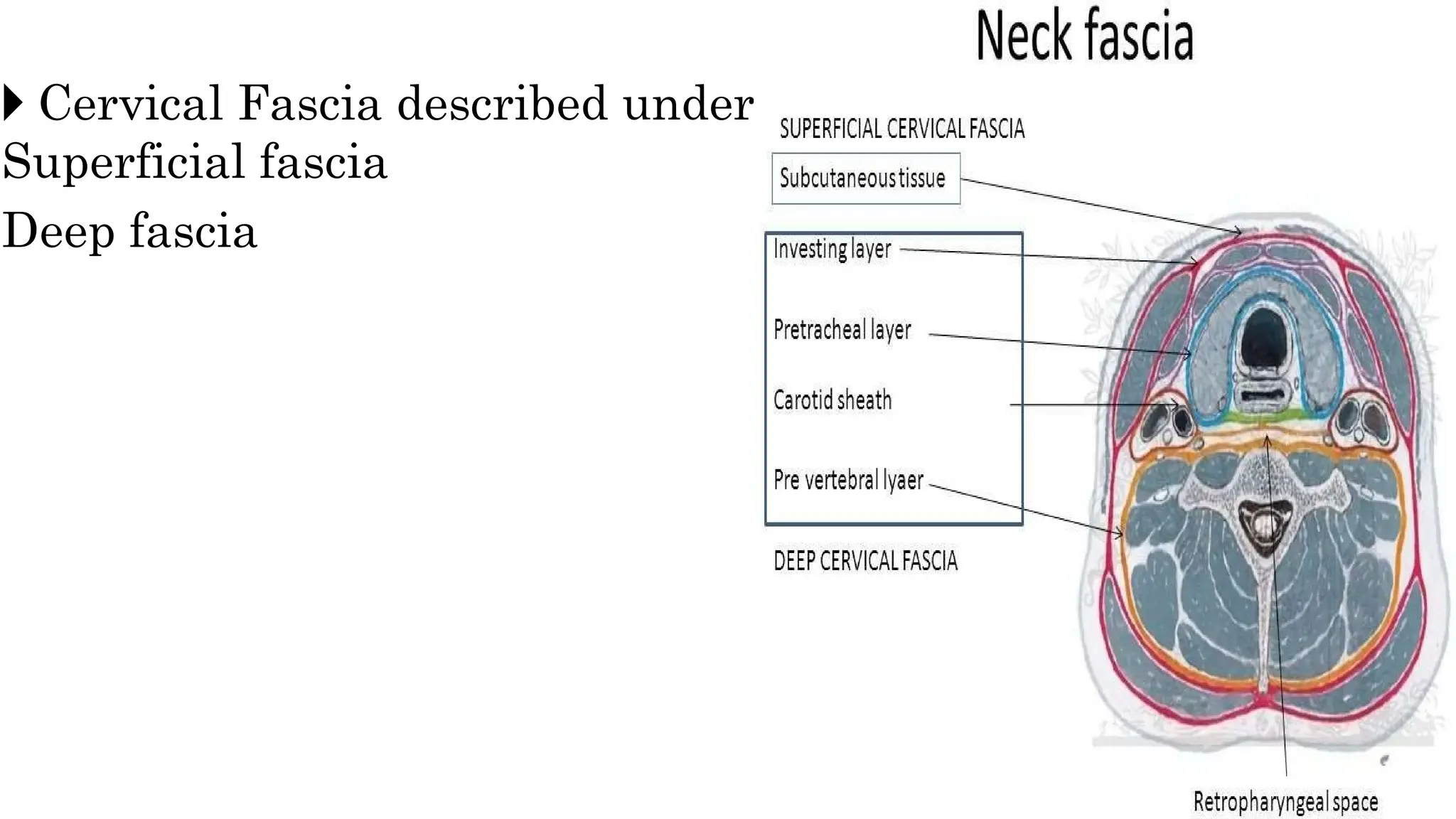 Facial Spaces and Odontogenic infections of head 2nd yr.pptx