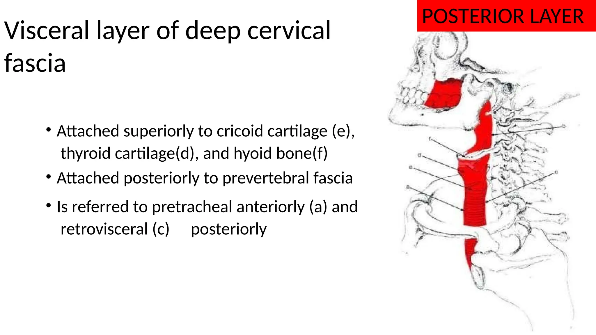 Facial Spaces and Odontogenic infections of head 2nd yr.pptx