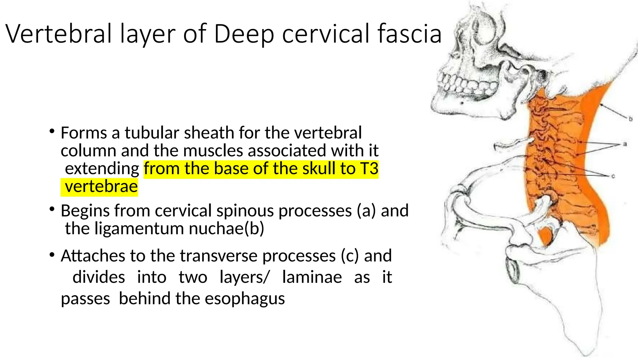 Facial Spaces and Odontogenic infections of head 2nd yr.pptx