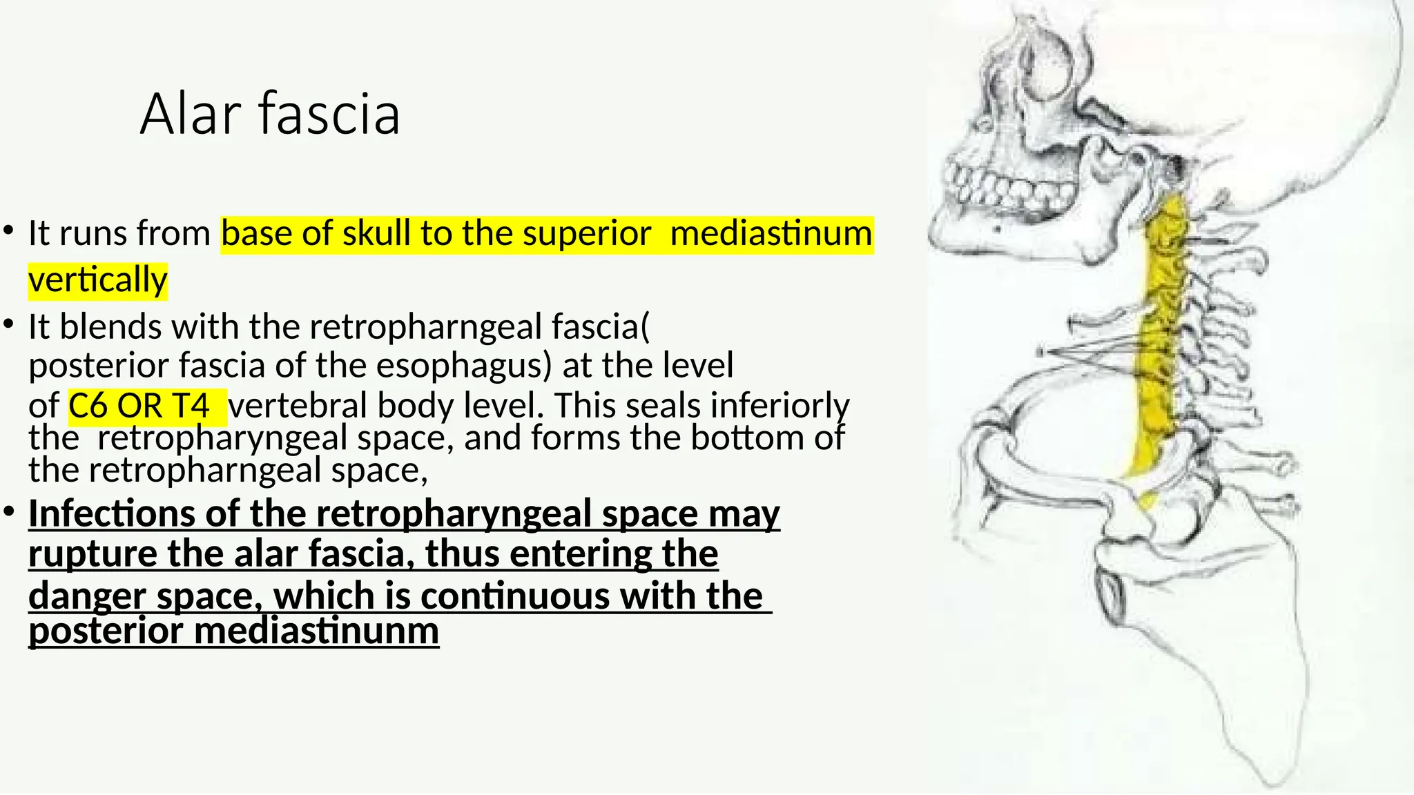 Facial Spaces and Odontogenic infections of head 2nd yr.pptx