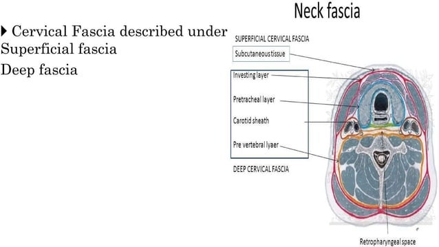 Facial Spaces and Odontogenic infections of head 2nd yr.pptx | Dental ...