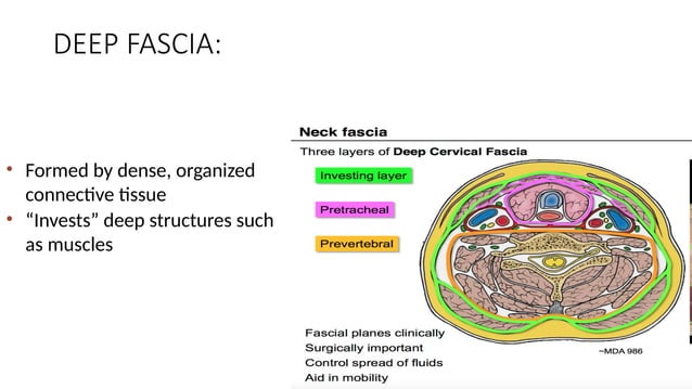 Facial Spaces and Odontogenic infections of head 2nd yr.pptx | Dental ...