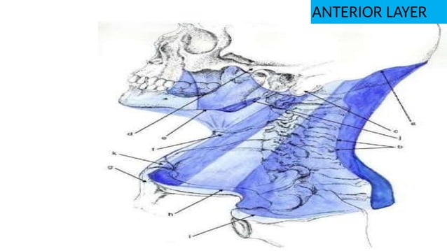 Facial Spaces and Odontogenic infections of head 2nd yr.pptx | Dental ...