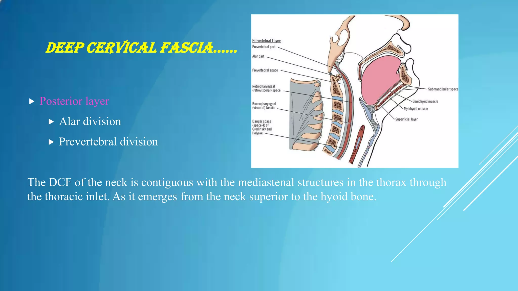 Facial spaces of periodontal interest. | PPTX