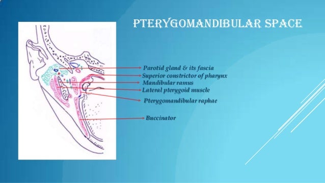 Facial spaces of periodontal interest.