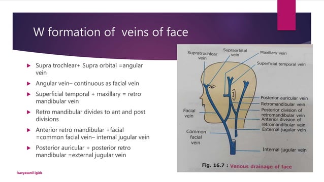 Facial vessels ppt (2) | PPT