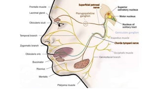 Facial weakness.pptx
