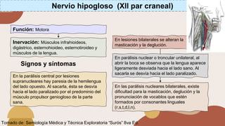 FACIES - MARCHA-NERVIOS CATEDRA DE SEMIOLOÍA | PPTX