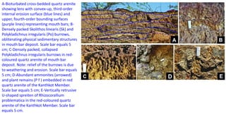 Facies characterisation of a shallow-water deltaic succession.pptx