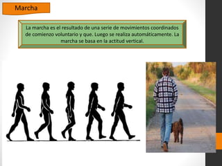 Facies, postura y marcha | PPTX