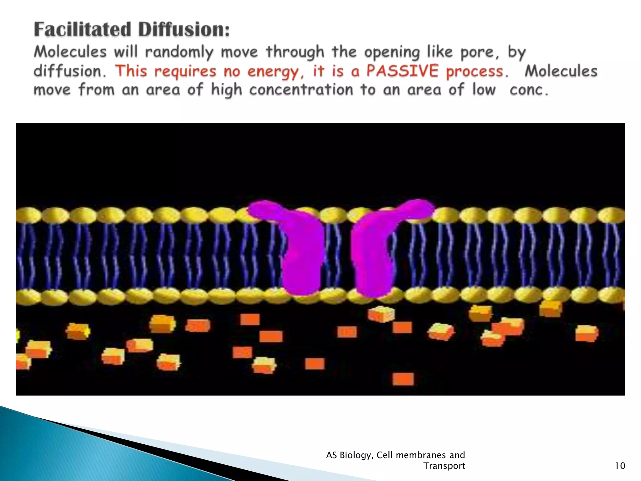 Facilitated diffusion | PPTX