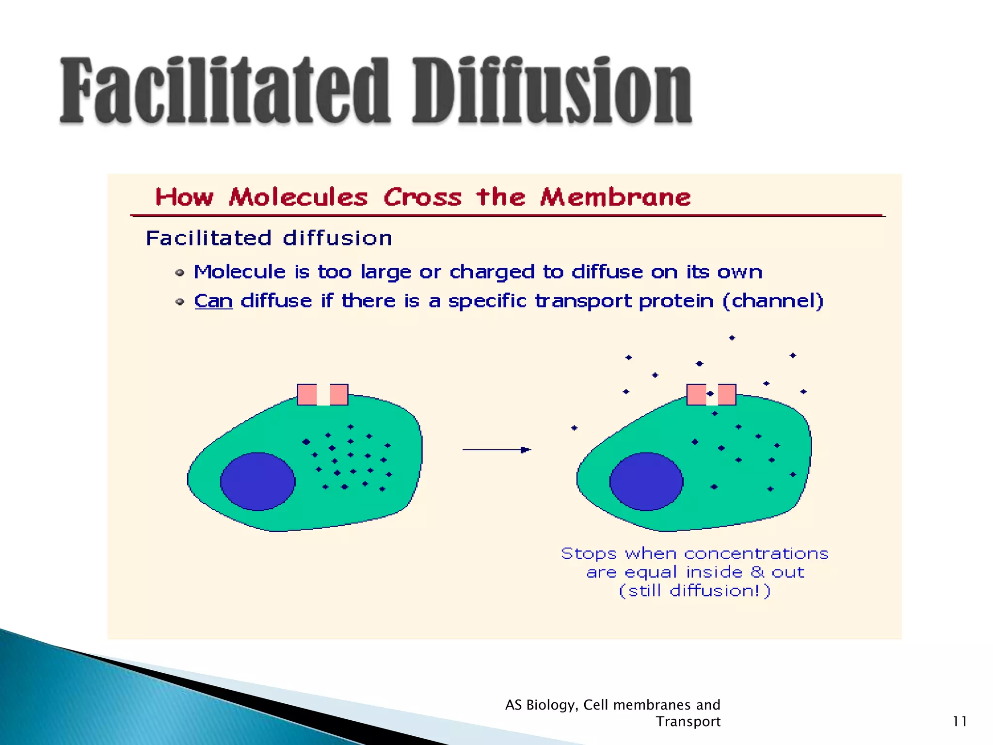 Facilitated diffusion | PPTX