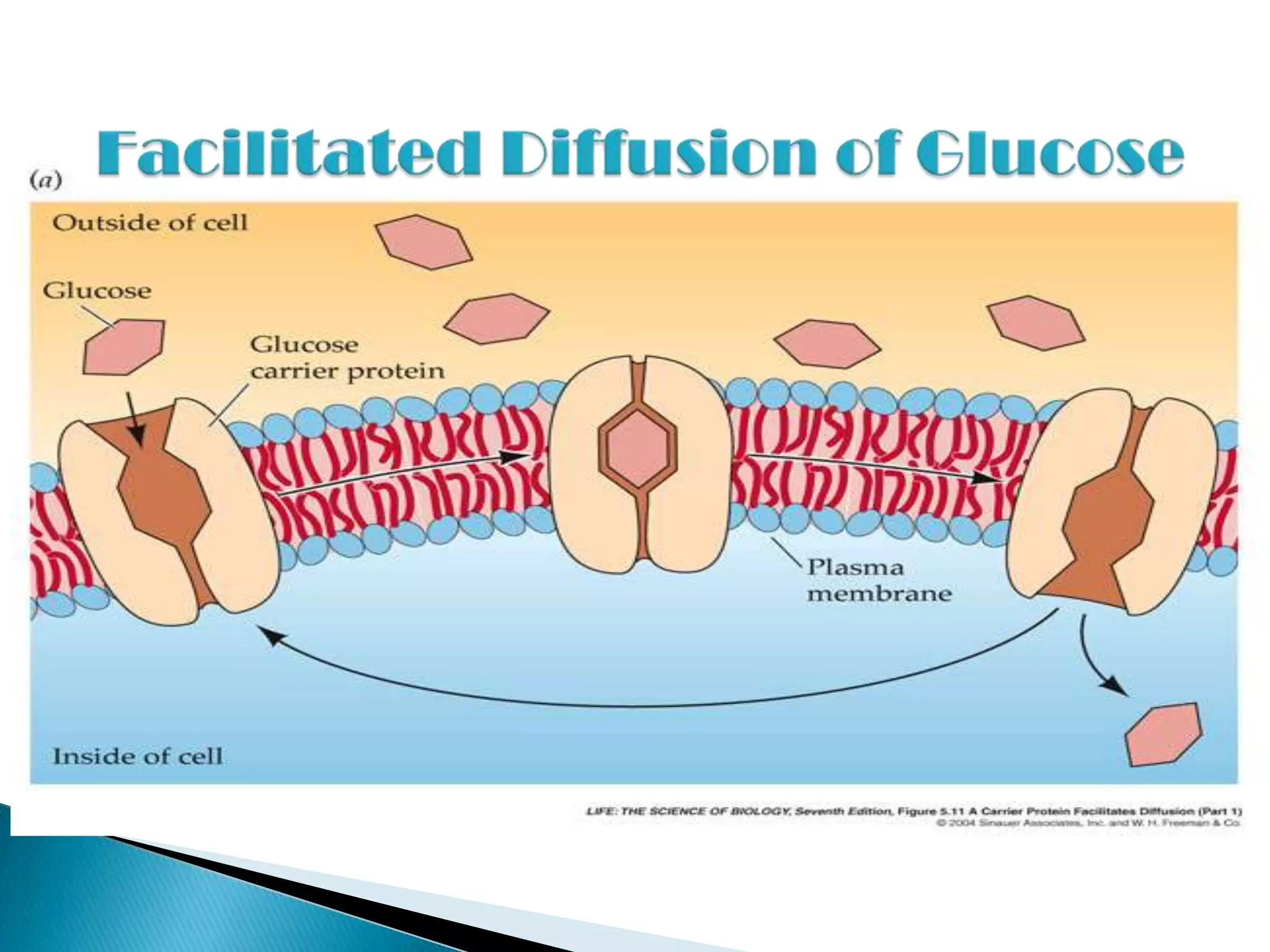 Facilitated diffusion | PPTX