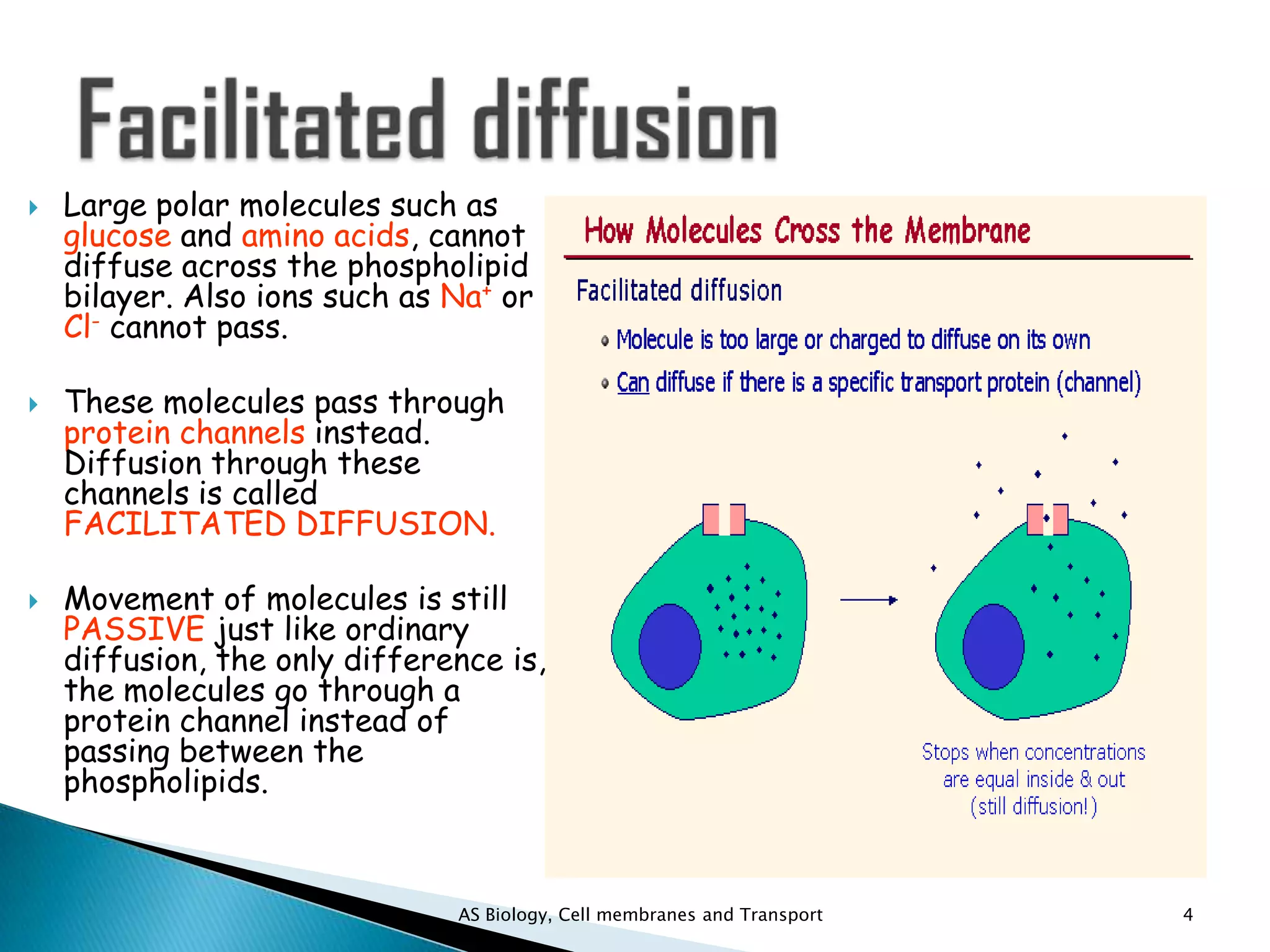 Facilitated diffusion | PPTX