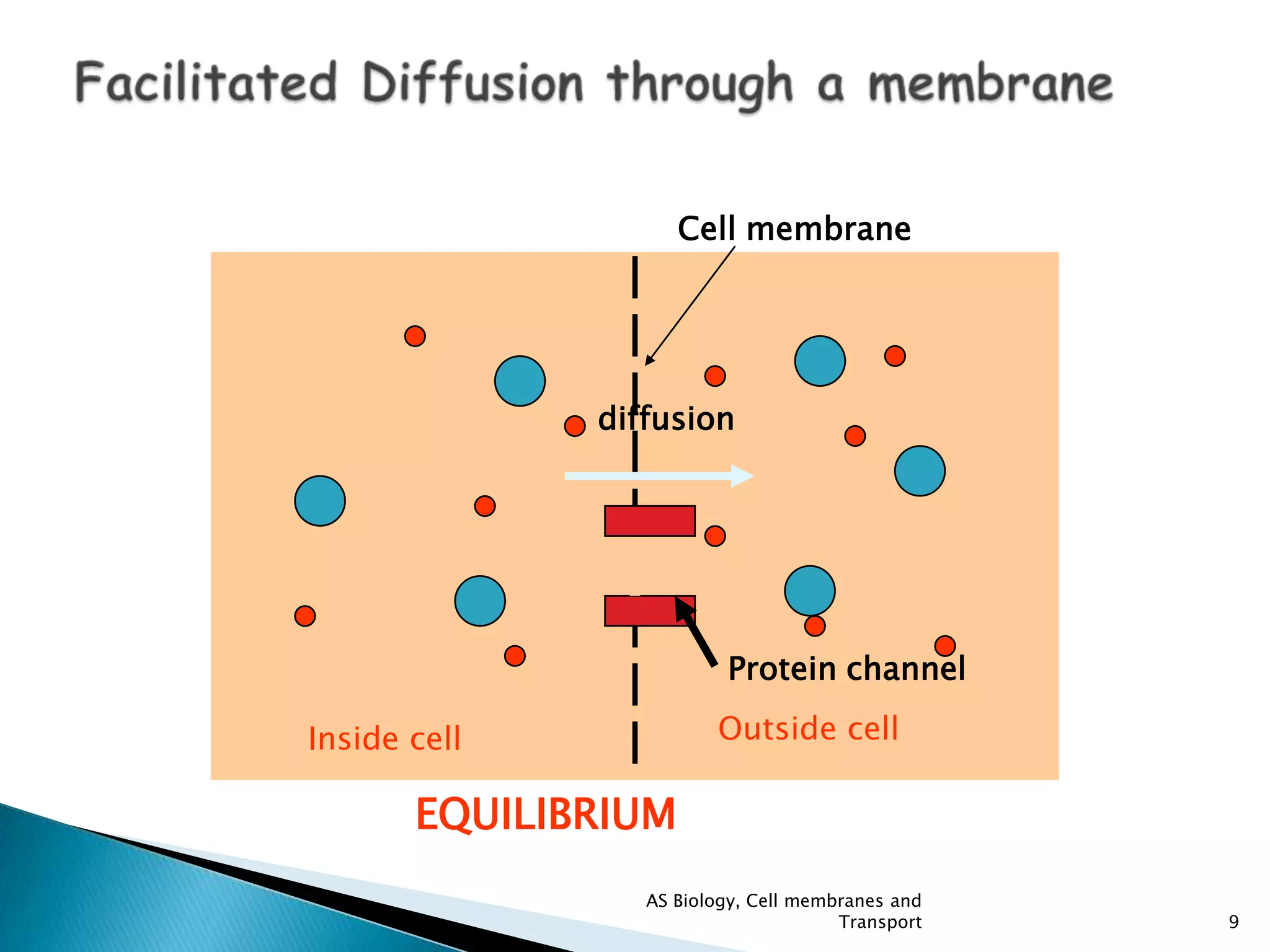 Facilitated diffusion | PPTX