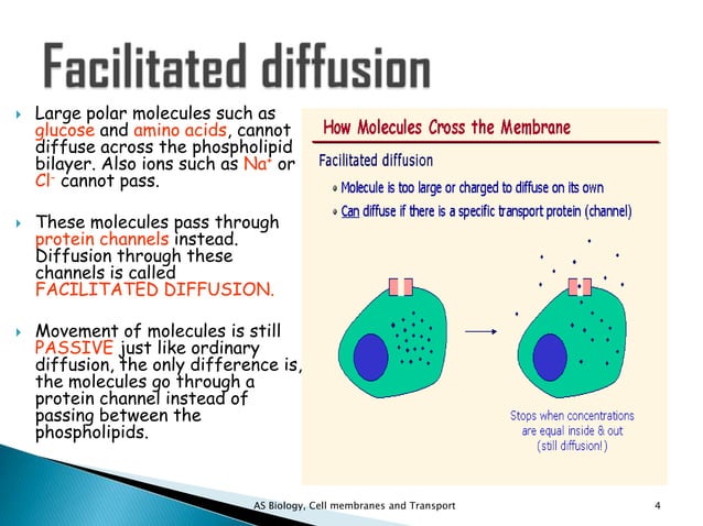 Facilitated diffusion | PPTX | Chemistry | Science
