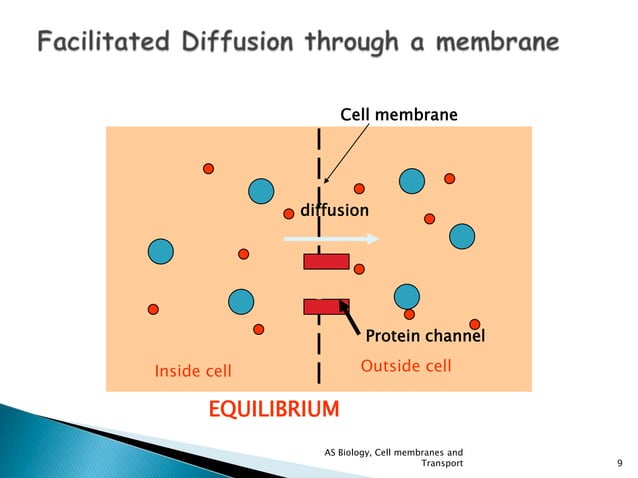 Facilitated diffusion | PPTX | Chemistry | Science
