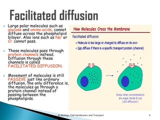 Facilitated Diffusion Example