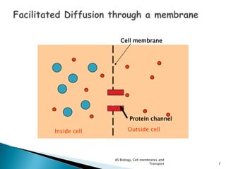 facilitateddiffusion-121126035122-phpapp02 (1).pdf