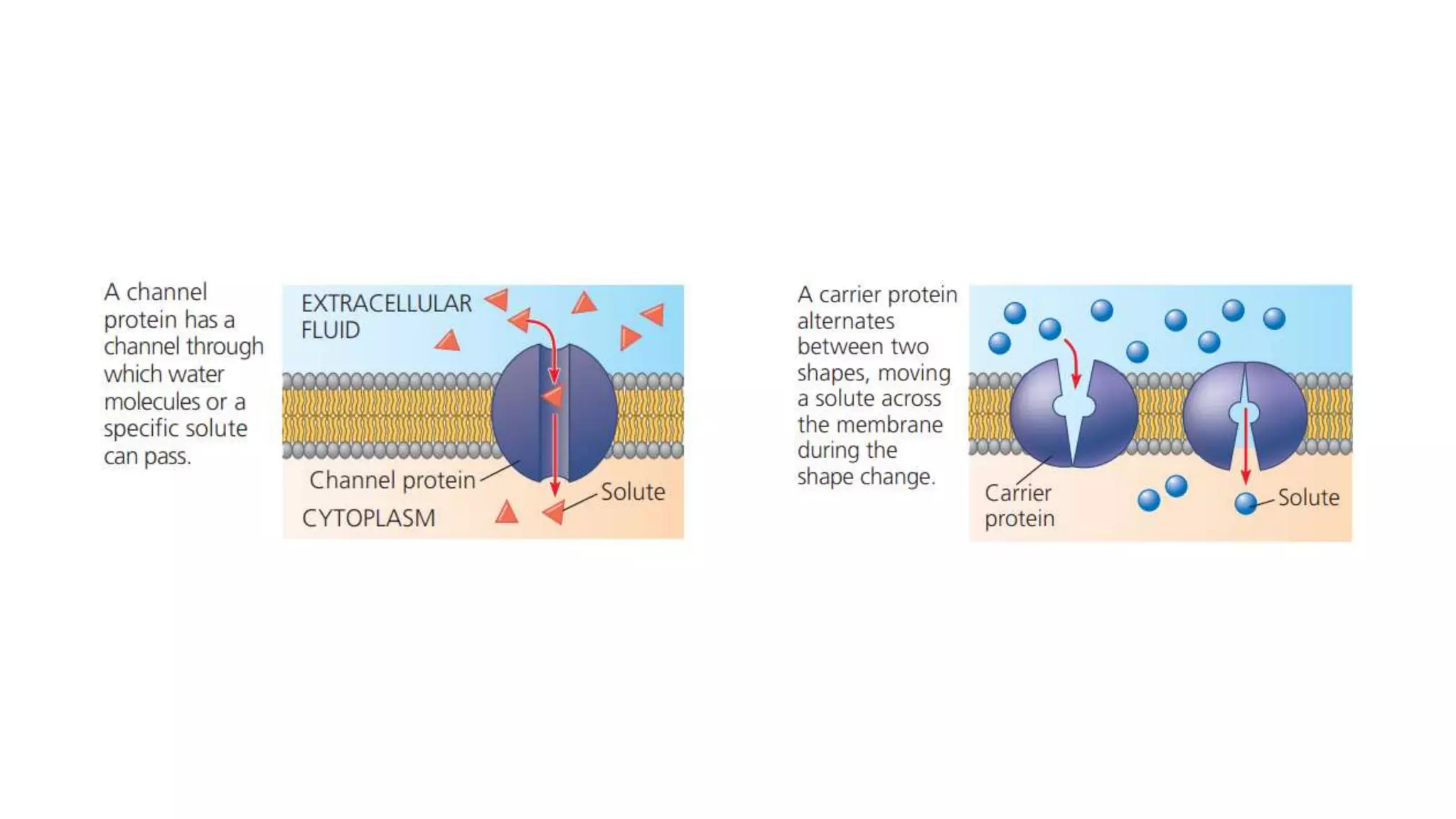 Facilitated diffusion.pptx