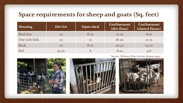 Facilities For Small Scale Goat Farms facilities-for-small-scale-goat-farms