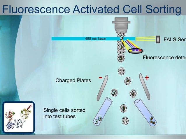 Fluorescence- Activated Cell Sorter (FACS) | PPT