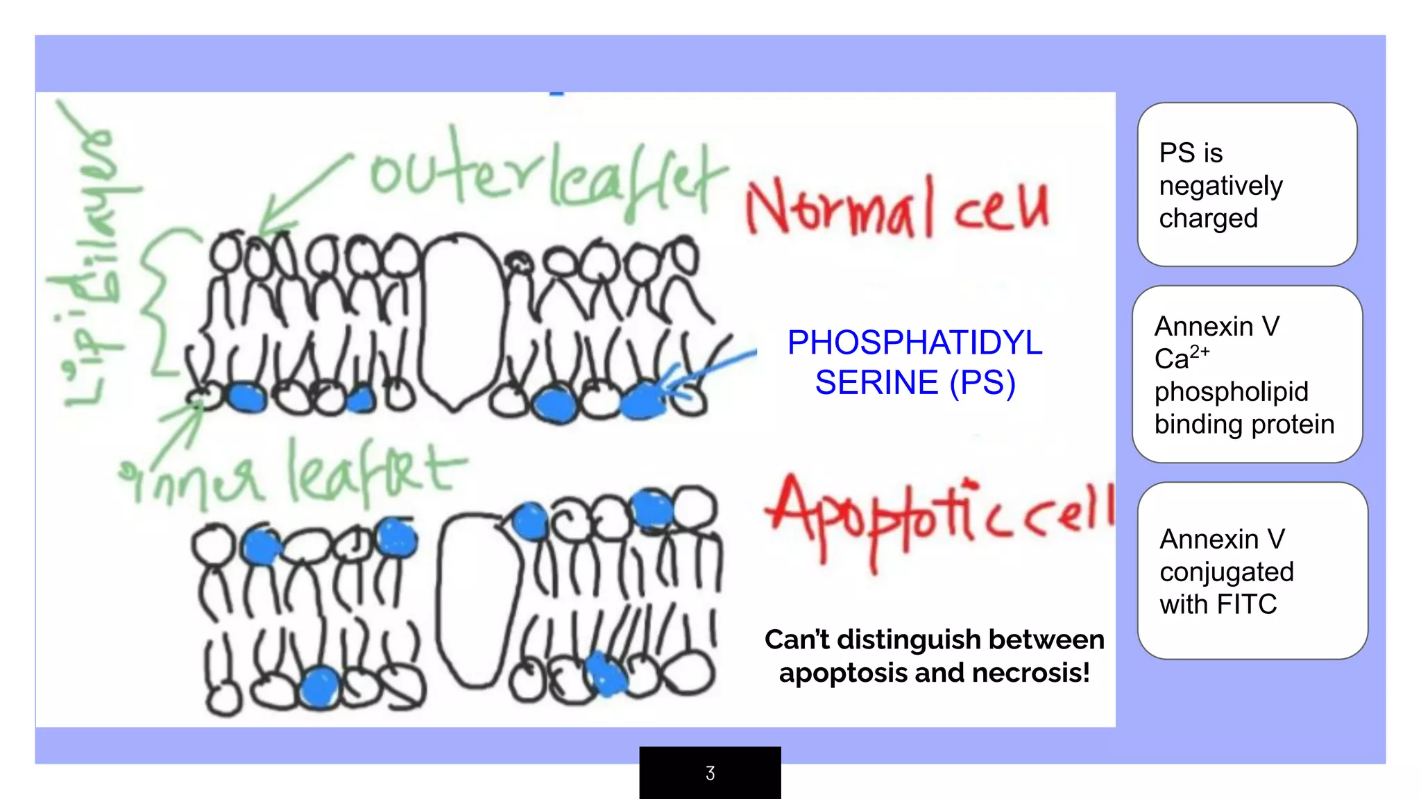FACS Flow cytometry| Apoptosis & Necrosis| CSIR NET SET Questions | PPT