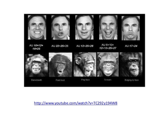 Facs (facial action coding sistem)