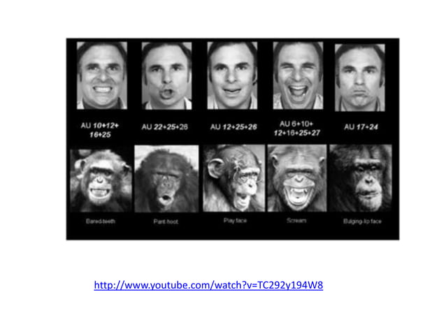 Facs Facial Action Coding Sistem Ppt