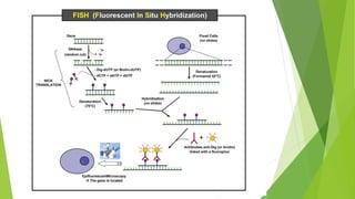 FACS (FLUORESCENCE-ACTIVATED CELL SORTING) & FISH.pptx