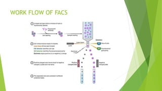 FACS (FLUORESCENCE-ACTIVATED CELL SORTING) & FISH.pptx